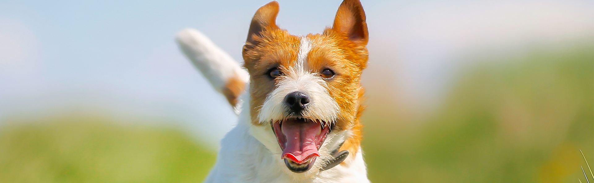 Dog Insurance | Pet Protect