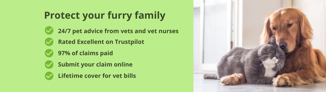 Pet Insurance - Pet Protect